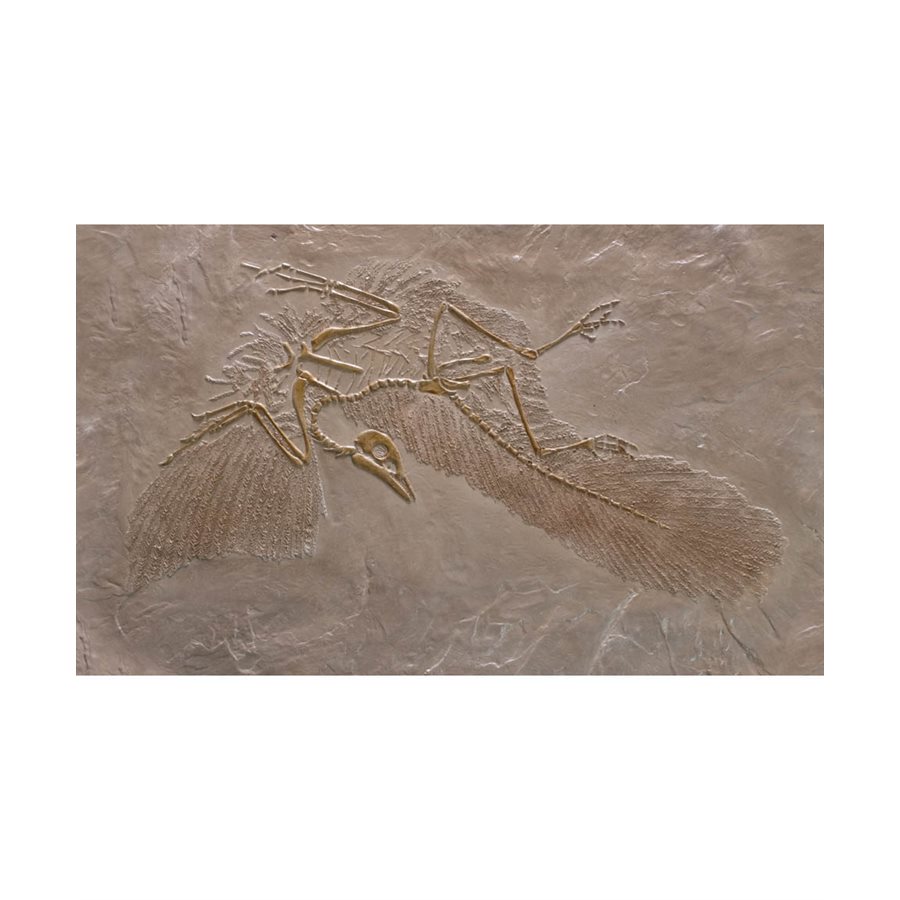 FOSSIL STAMP - ARCHAEOPTERYX